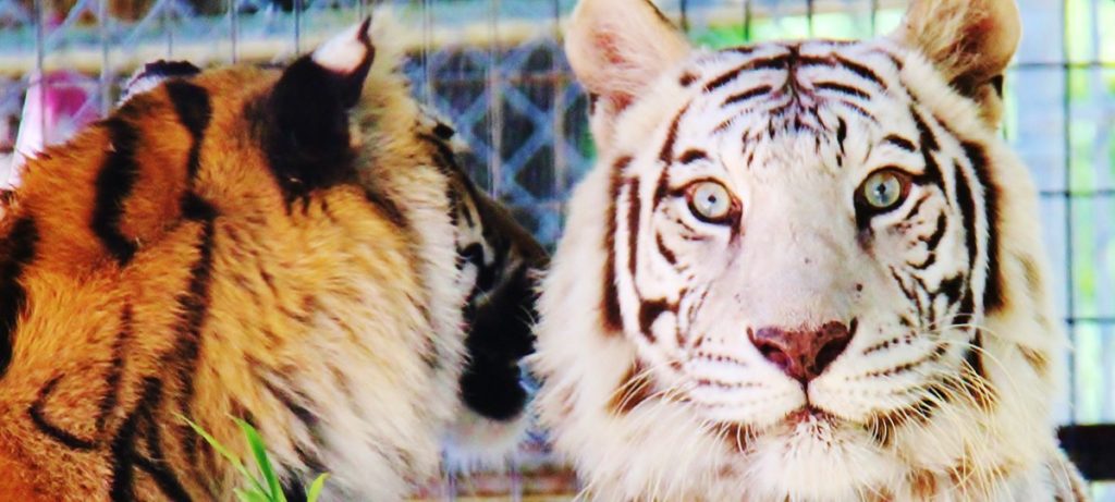 When Does Animal ER Season 2 Start? Premiere Date (Renewed) | Release ...